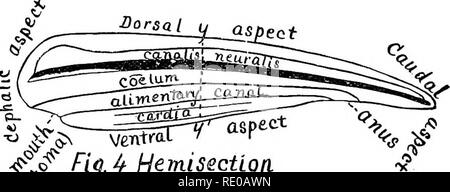. Anatomy of the cat. Cats; Mammals. 192 THE MUSCLES. outer surface of ...