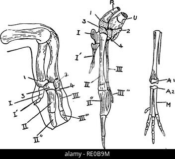 Chicken Wing Bone Drawing