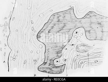 . The spavin group of lameness. Spavin; Horses. o Fig, III ...