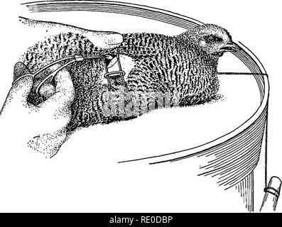 . Fig. 62. Spreader in place. The testicle can he obt^erved lying ...