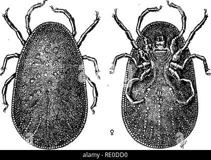 Two egg-laying ticks. Ticks lay eggs Stock Photo - Alamy