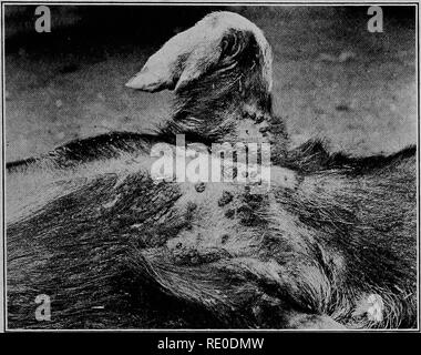 Red pustules and vesicles on the skin of the hand as symptoms of ...