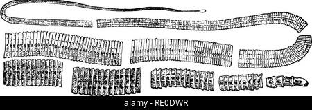 Broad tapeworm, Diphyllobothrium latum Stock Photo: 37047436 - Alamy