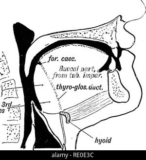 Pharyngeal Tubercle