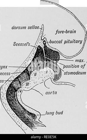 . Human embryology and morphology. Embryology, Human; Morphology. THE ...