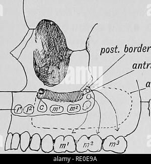 . Human embryology and morphology. Embryology, Human; Morphology ...