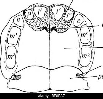. Human embryology and morphology. Embryology, Human; Morphology ...