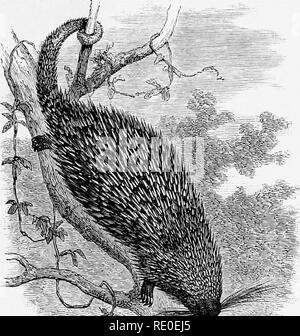 Porcupine animal hiding in a tree, displaying its body, head, coat of ...