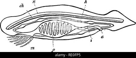 Diagram of the lancelet Stock Photo - Alamy