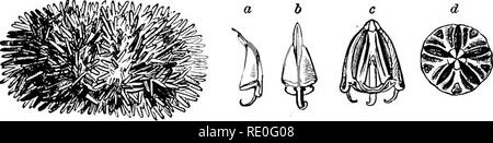 Mouth of Common Sea Urchin (Echinus esculentus) Guillaumesse, Sark ...