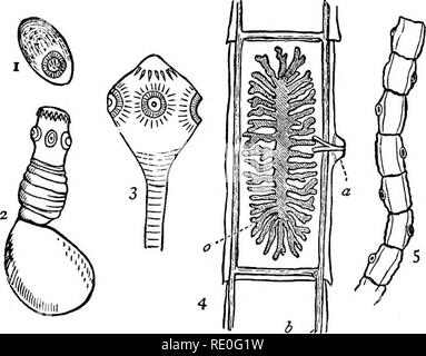 Morphology of tape worm Stock Photo - Alamy