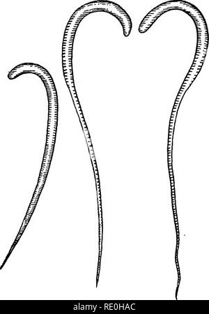 Oxyuris Equi Life Cycle