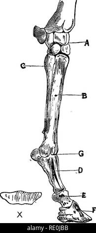 Horse hoof and leg bones. The bones of the hoof and lower hind leg of a ...