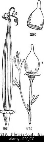 Gardening still-life of poppy pod being dried to collect the seeds ...