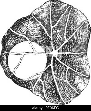 Leaf starch test on leaves that have been kept in the dark (right) and ...