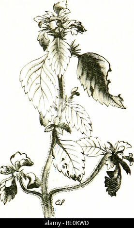 . Flowers of the field. Botany. LABIATE FAMILY limestone ; common. The ...