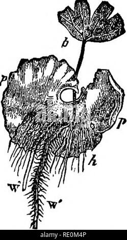 Second generation germination of a fern Stock Photo - Alamy