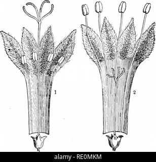 . Elementary botany . Botany. Fig. 135.—Two carpellary flowers of Hazel ...