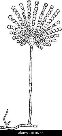 . A manual of botany. Botany. GENEEAL MORPHOLOGY OF THE PLANT 91 ...
