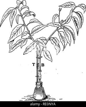 . Practical physiology of plants. Plant physiology; 1894. 162 UNEQUAL ...