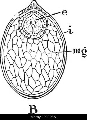 Nature and development of plants . mi, micropyle; s, stigma; f ...