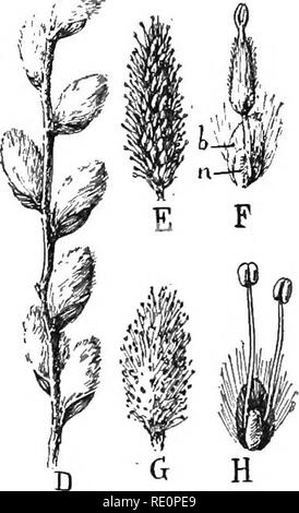 Nature and development of plants . Fig. 262. Forms of primitive flowers ...