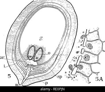This botany textbook covers the anatomy and reproductive structures of ...