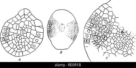 Ophioglossum reticulatum L Stock Photo - Alamy