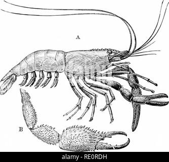 . An introduction to the study of zoology : by T. H. Huxley, F. R. S ...