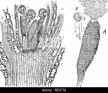 Moss Gametophyte with Antheridia Stock Photo - Alamy