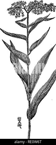 . Flowers of field, hill, and swamp;. Botany. BLUE TANGLE. DANGLEBERRY ...