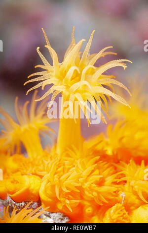 Astroides calycularis. Orange coral Stock Photo - Alamy
