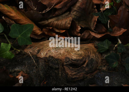 Tree root with unique pattern Stock Photo - Alamy