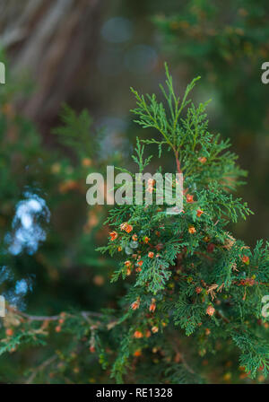 SABINA - SPANISH JUNIPER (Juniperus thurifera), Sabinar de Calatañazor ...