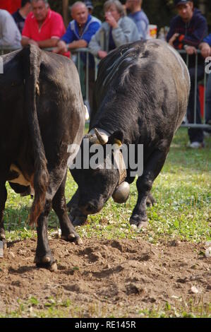 Battle of the caws Stock Photo - Alamy