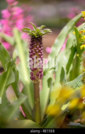 Pineapple lily "Eucomis Reuben" plant flowers Stock Photo - Alamy
