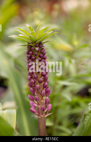 Pineapple lily "Eucomis Reuben" plant flowers Stock Photo - Alamy