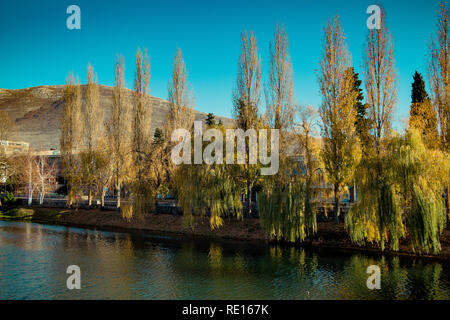 A weeping willow tree on the bank of the Marne river and its branches ...