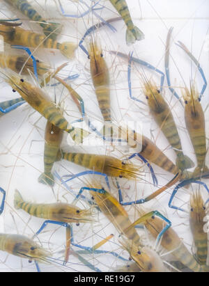 Raw blue river prawn in the plate for cooking Stock Photo - Alamy