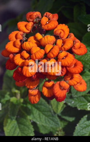 The Bright Orange Calceolaria 'Camden Hero' Slipper flower grown in the ...
