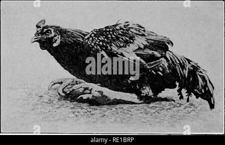 . Poultry diseases, causes, symptoms and treatment, with notes on post ...
