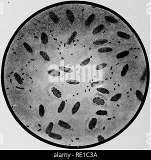 Plague of ulcers Stock Photo - Alamy