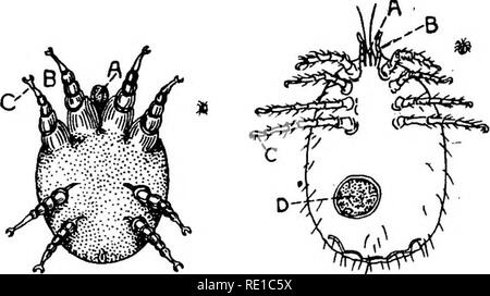 POULTRY RED MITE infestation (Dermanyssus gallinae), under a perch in ...