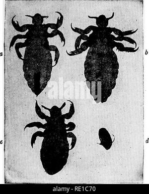 Head louse, male & female, Pediculus sp. darkfield photomicrograph ...