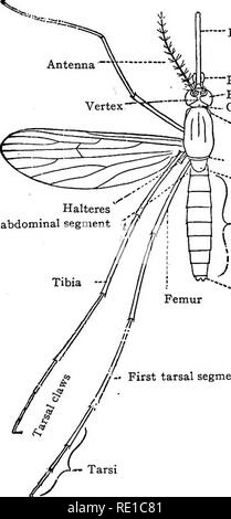 Mosquito, Culex pipiens. Female with abdomen full of blood Stock Photo ...