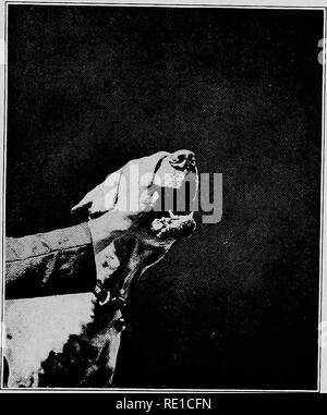 . Surgical diseases and surgery of the dog. Dogs. The Head and Neck 67 ...