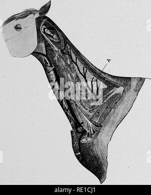 . Fistula of the withers and poll-evil . Fistula; Horses. Fig. 4 ...