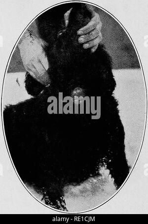 . Surgical diseases and surgery of the dog. Dogs. The Head and Neck 67 ...