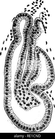 The placenta from a cow Stock Photo: 73344629 - Alamy