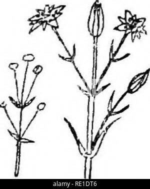 . A practical guide to garden plants, containing descriptions of the ...